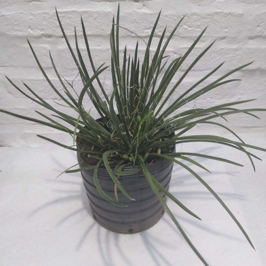 Tienda – Vivero Onda Verde