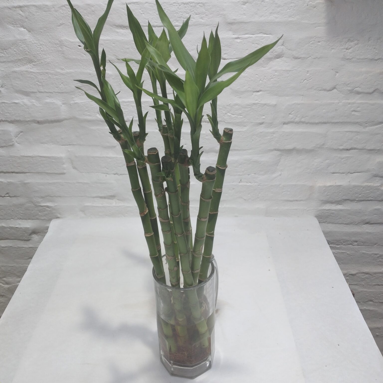 Bambu de la suerte recto 50 cm – Vivero Onda Verde