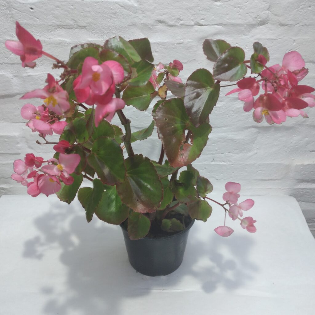 Begonia cascada ala de angel S12 – Vivero Onda Verde