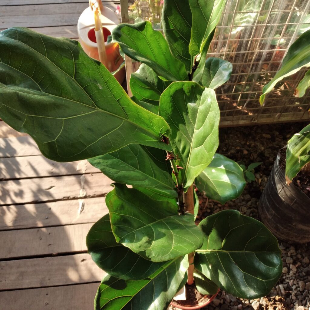Ficus Lirata 7 lts Hoja grande – Vivero Onda Verde