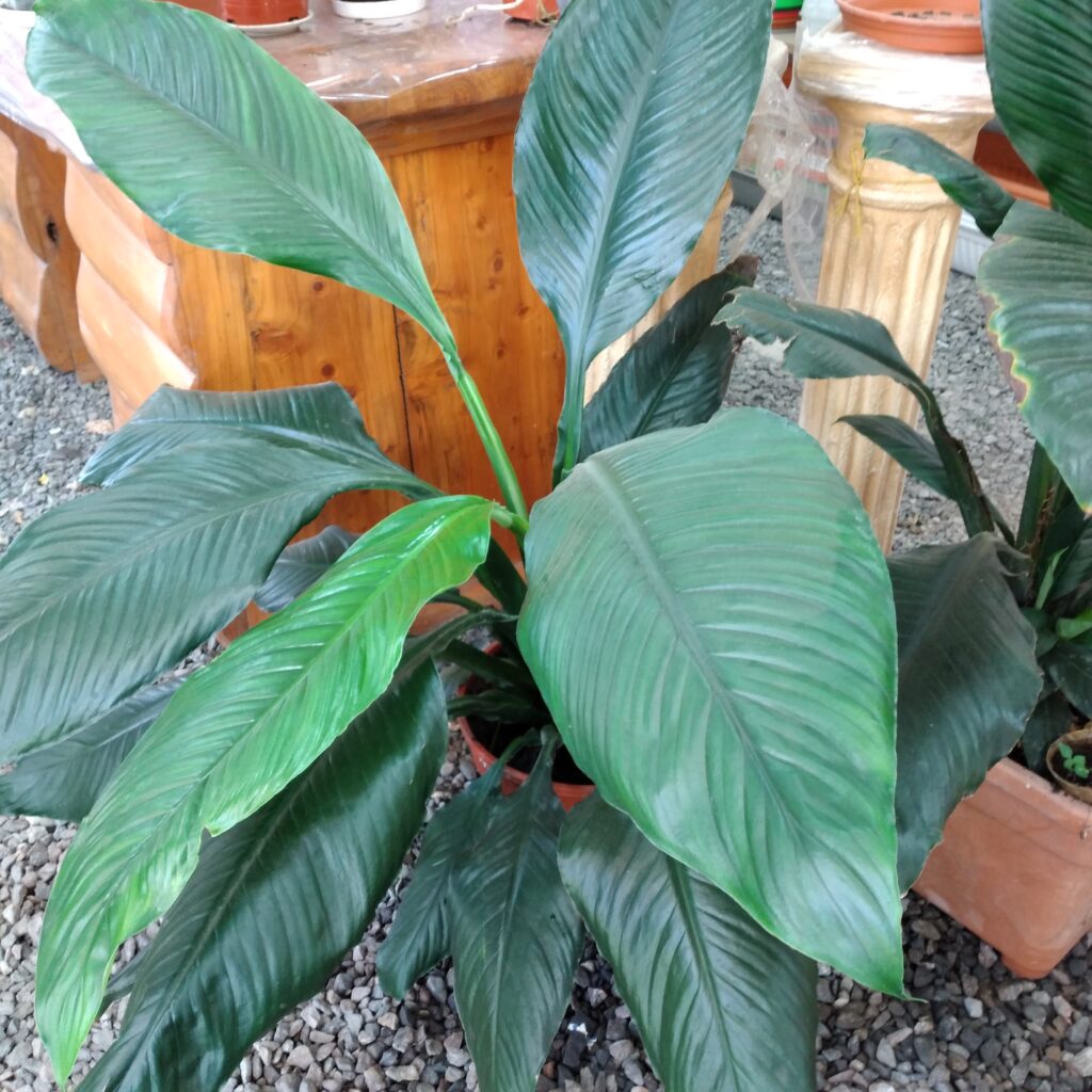 Azarero enano – Vivero Onda Verde