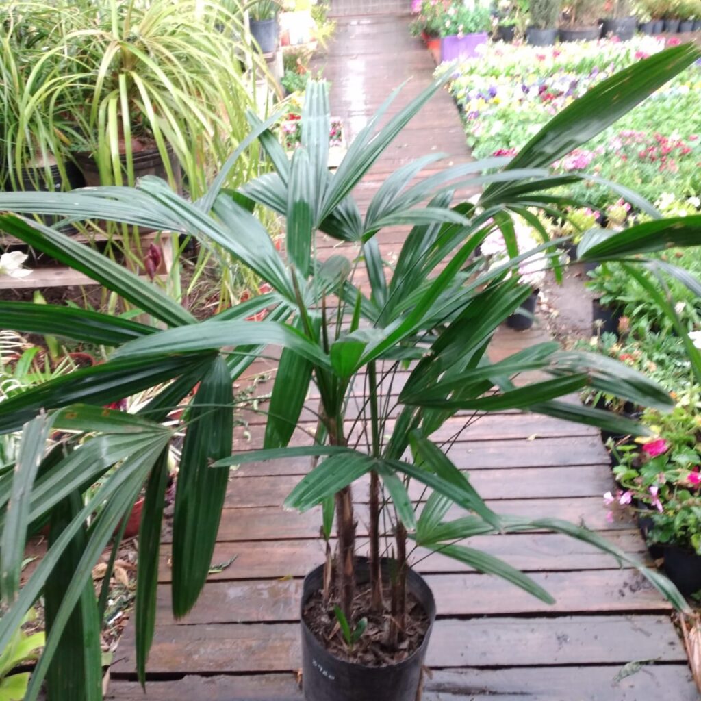 Palmera Raphis 10 lts – Vivero Onda Verde